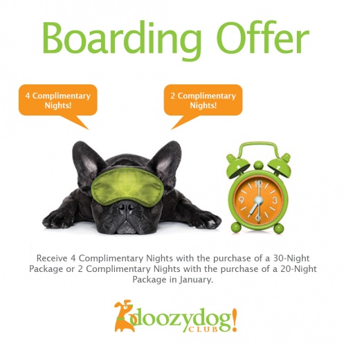 Doozydog! Club - Dog Daycare, Dog Boarding, Dog Grooming and Fun!